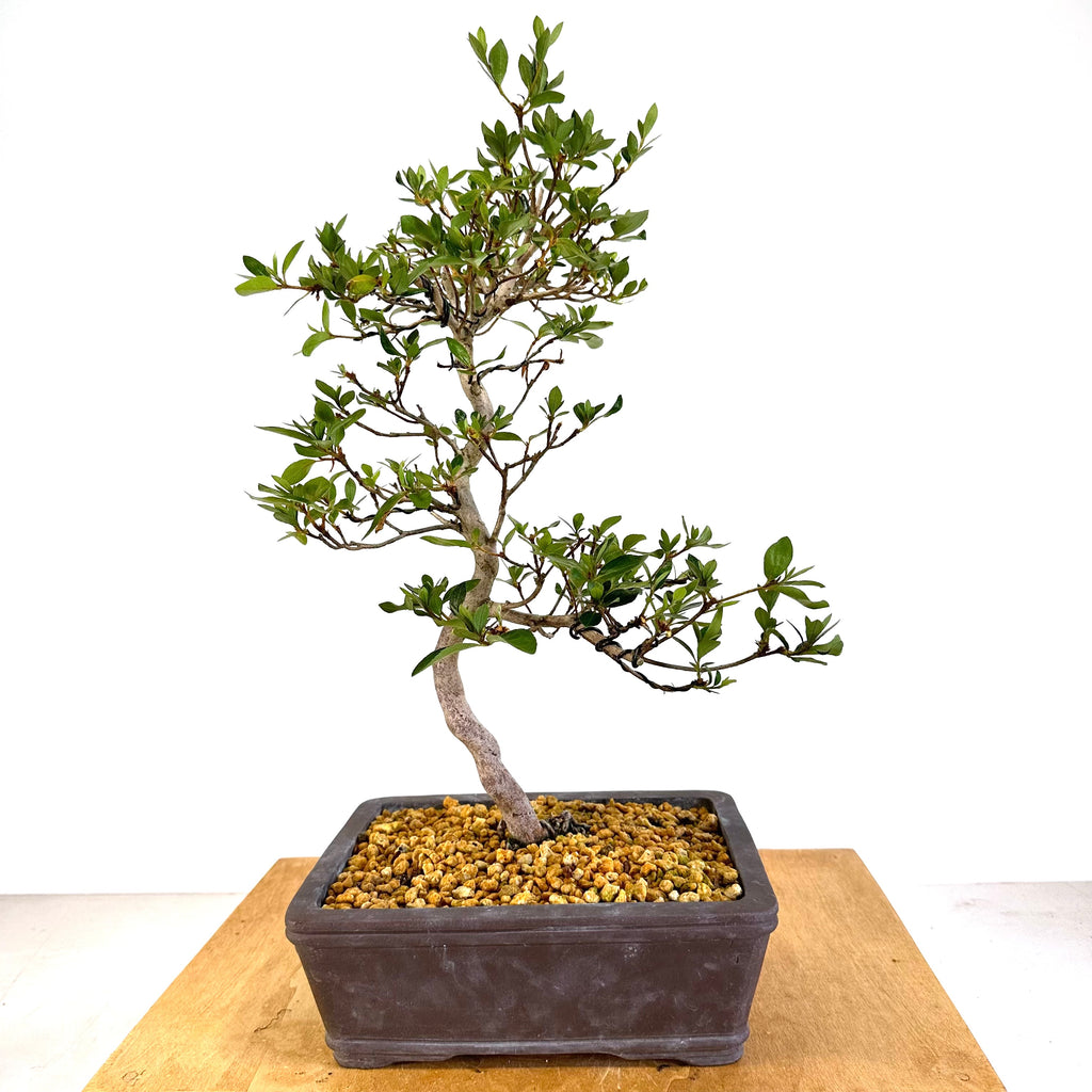 Azalea Suisen – Allshapes Bonsai