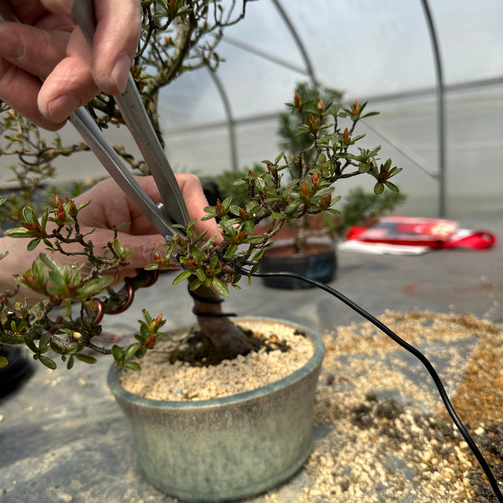 March 28th, 2026 Bonsai Maintenance Workshop – Allshapes Bonsai