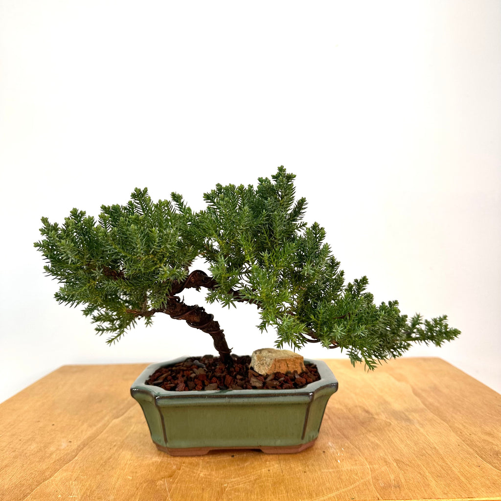Japanese Juniper Bonsai – Allshapes Bonsai