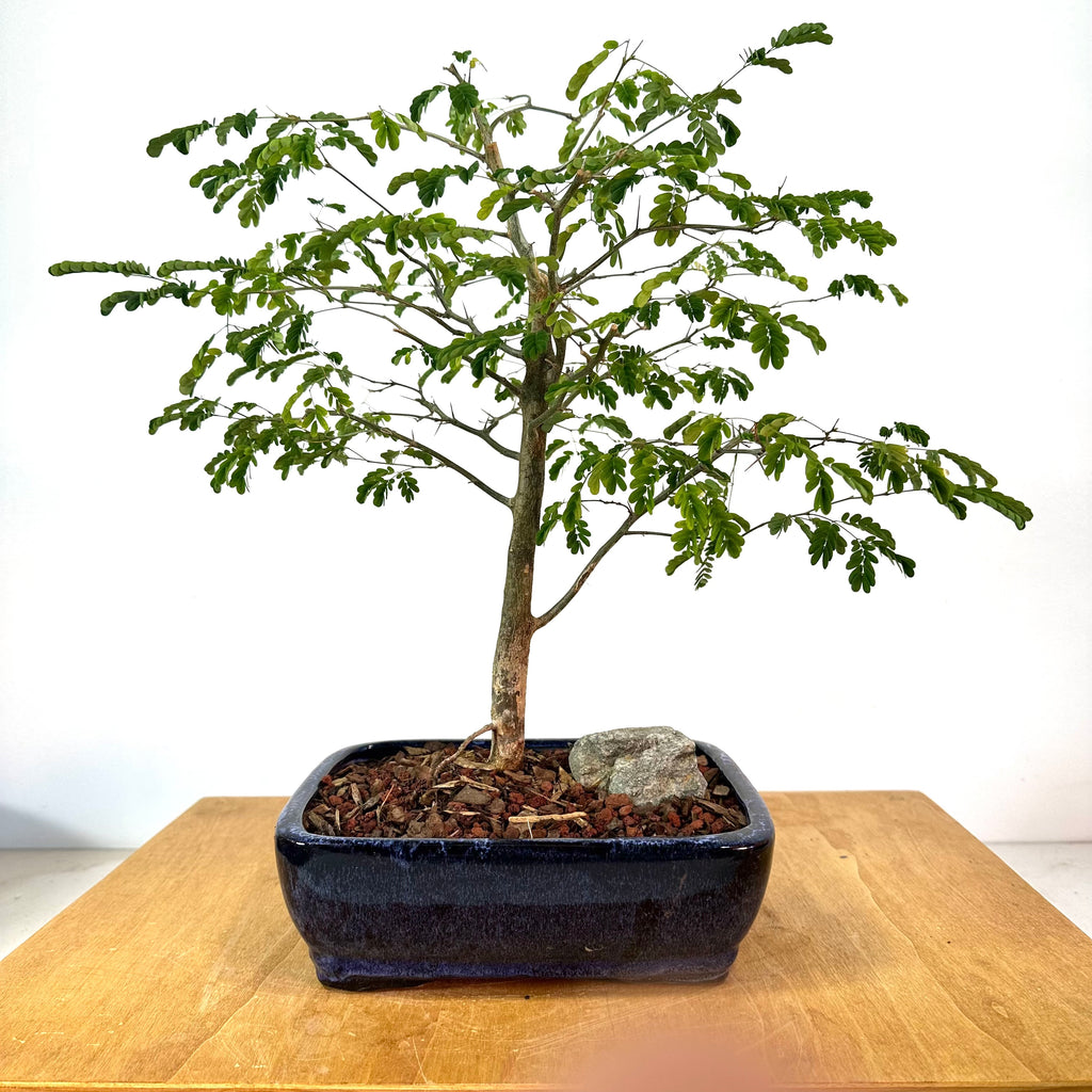 Brazilian Rain Tree Bonsai – Allshapes Bonsai
