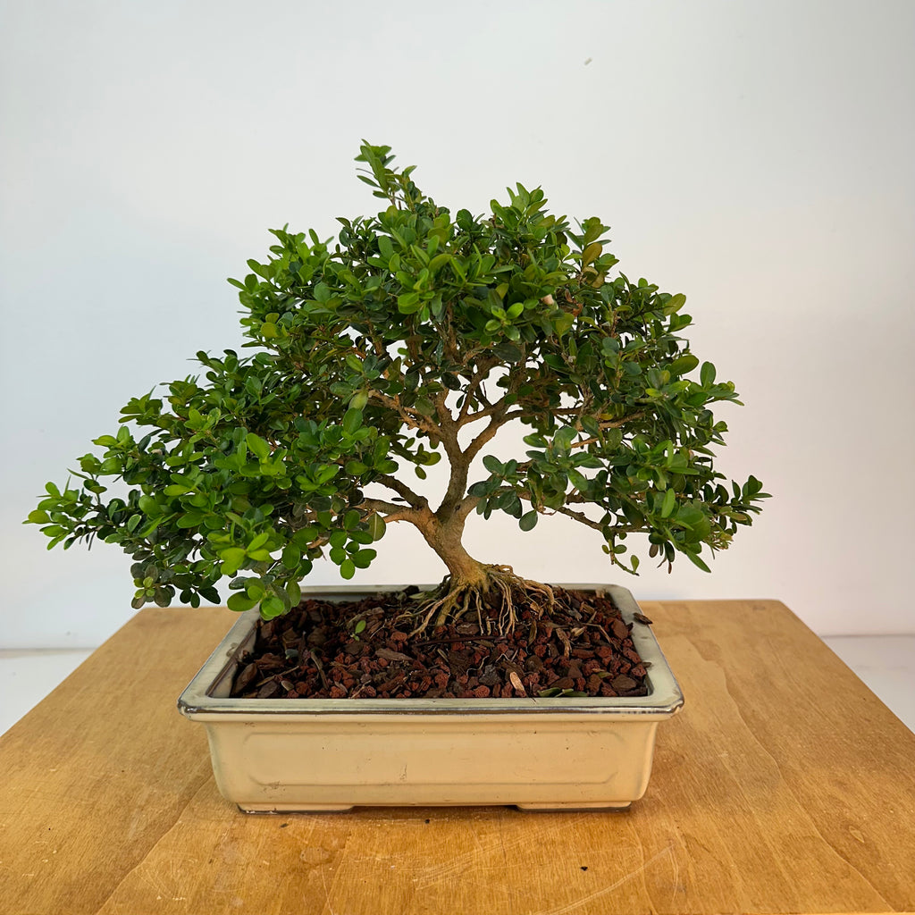 Boxwood Morris-Dwarf Bonsai – Allshapes Bonsai