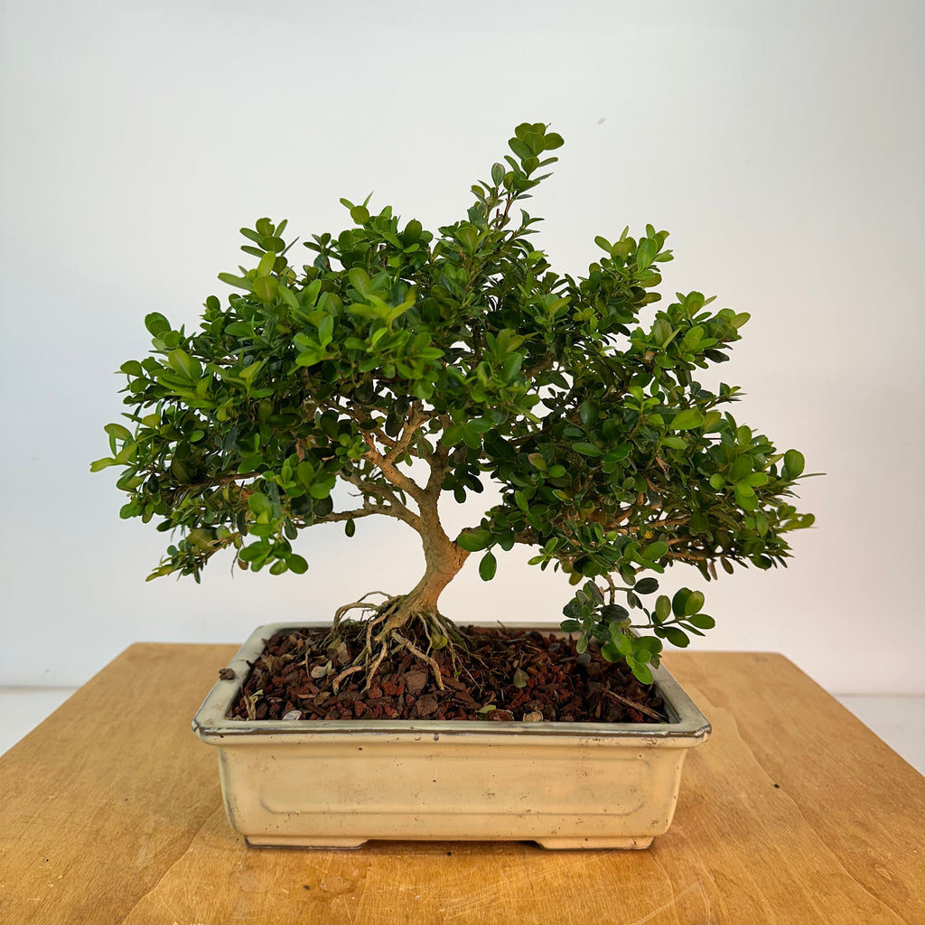 Boxwood Morris-Dwarf Bonsai – Allshapes Bonsai