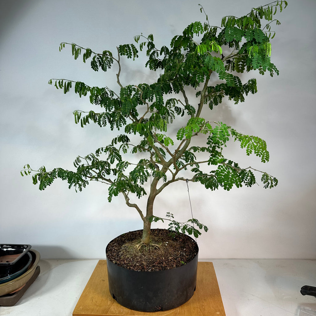 Brazilian Rain Tree – Allshapes Bonsai