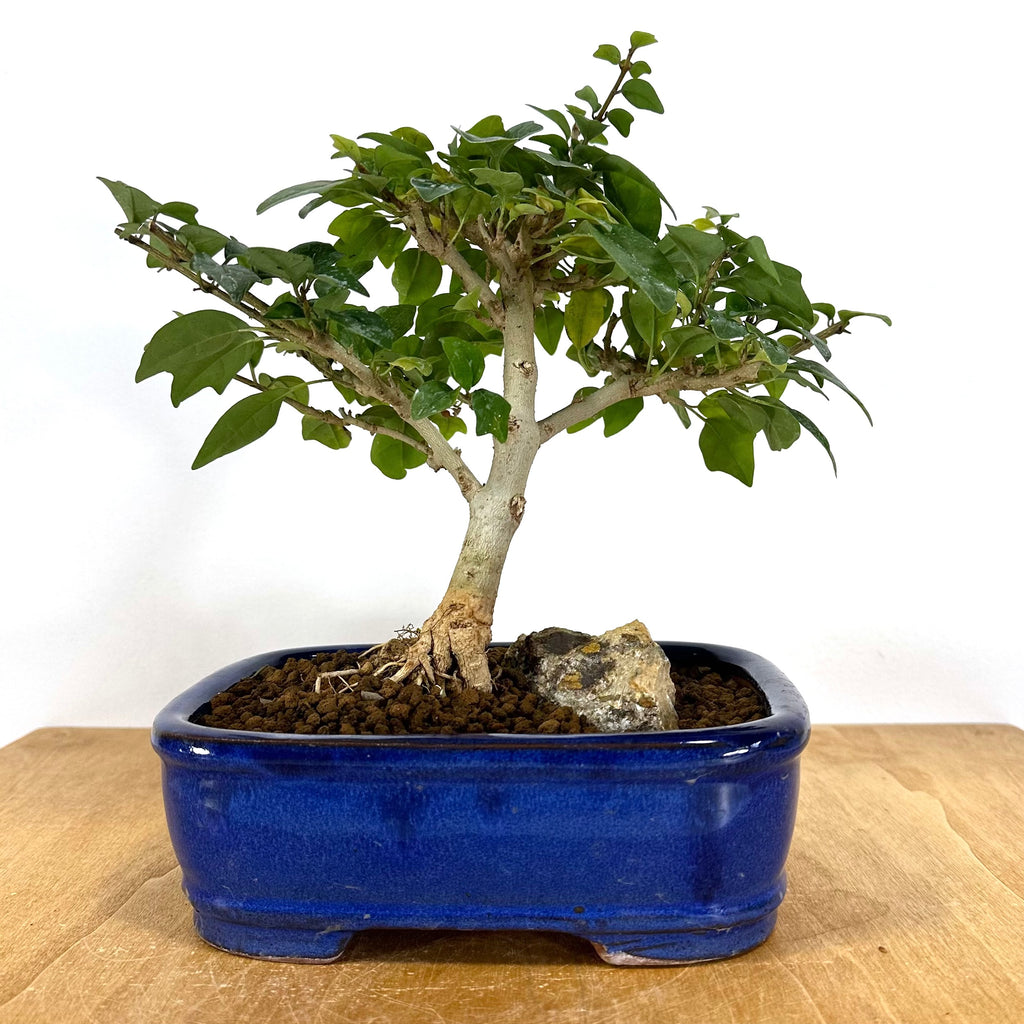 Parrots Beak (Gmelina philippensis) Bonsai – Allshapes Bonsai