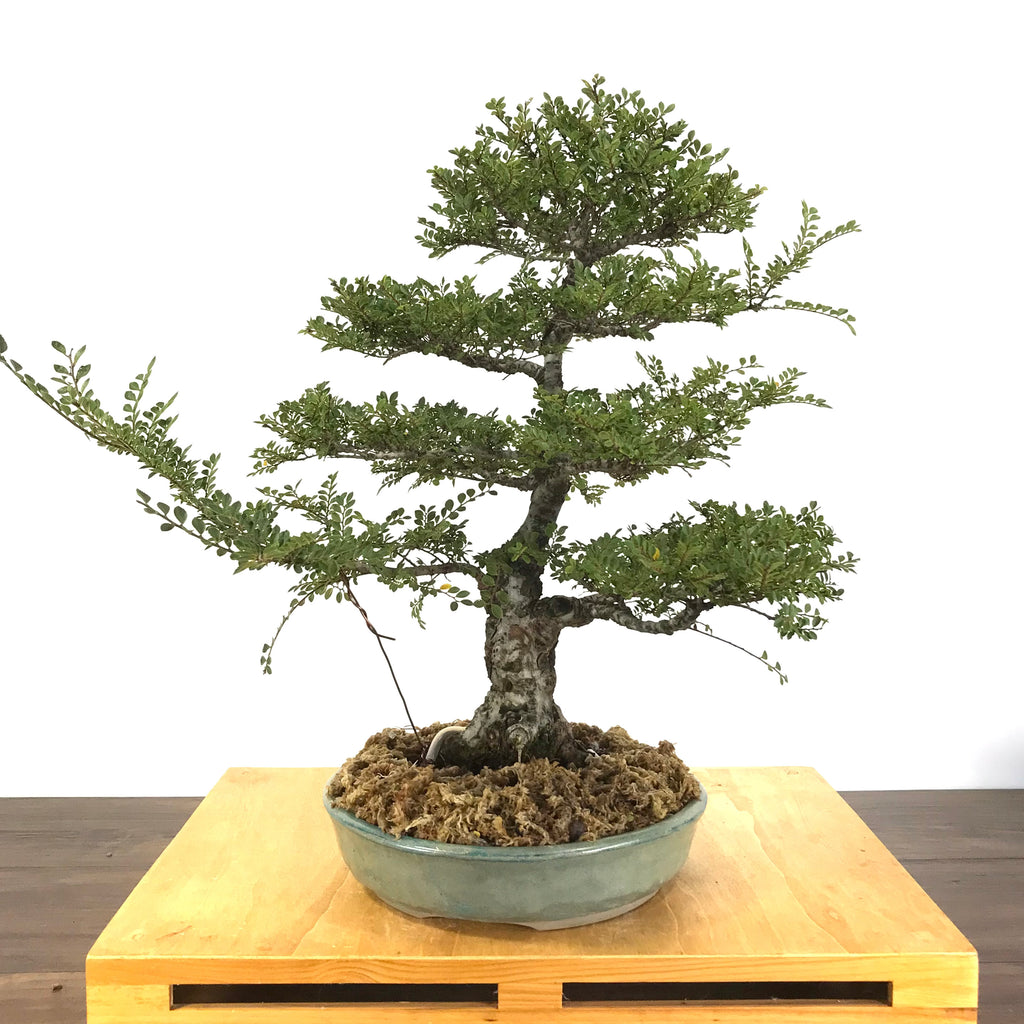 Seiju Elm (Ulmus parvifolia ‘Seiju’) – Allshapes Bonsai