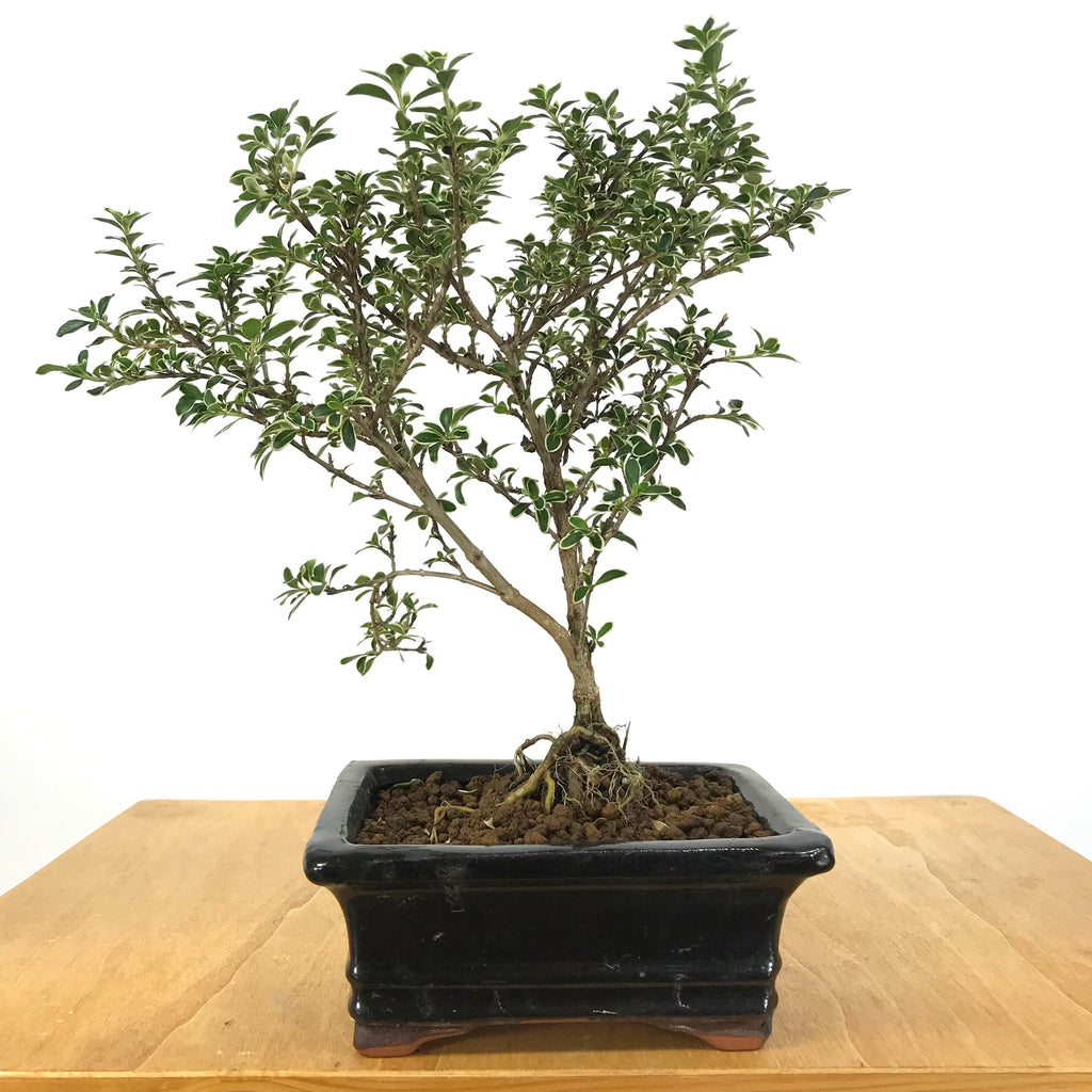 Serissa (Serissa japonica) Bonsai – Allshapes Bonsai