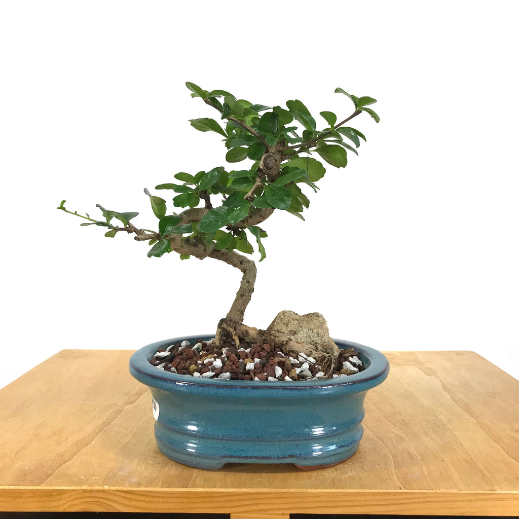 Fukien Tea (Carmona retusa) Bonsai – Allshapes Bonsai