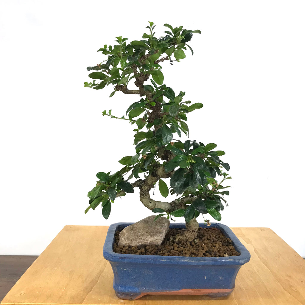 Fukien Tea (Carmona retusa) Bonsai – Allshapes Bonsai