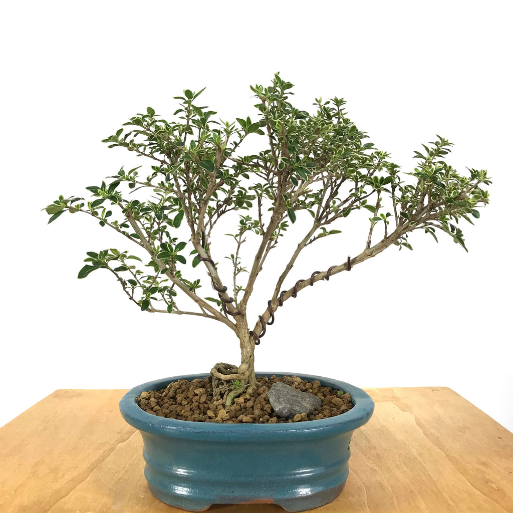 Serissa (Serissa japonica) Variegated Bonsai – Allshapes Bonsai