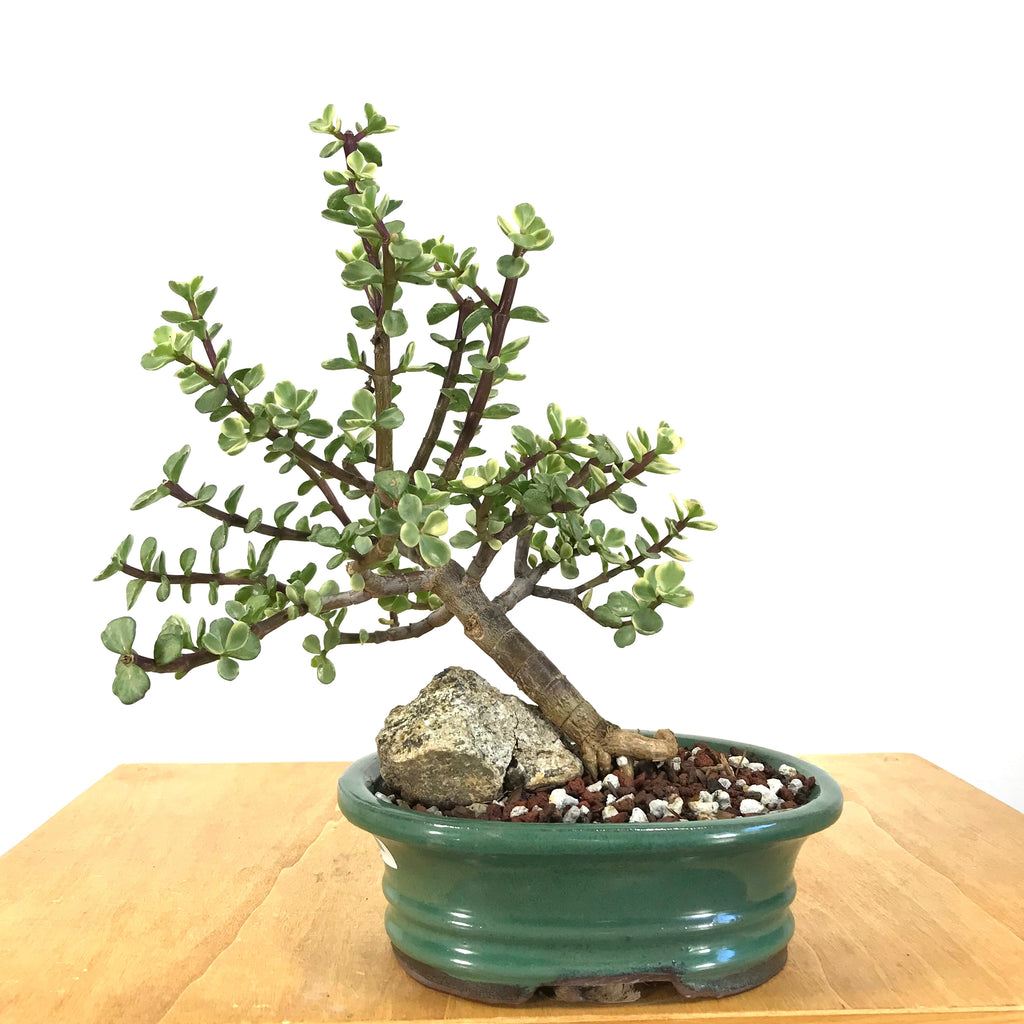 Variegated Mini Jade Bonsai – Allshapes Bonsai