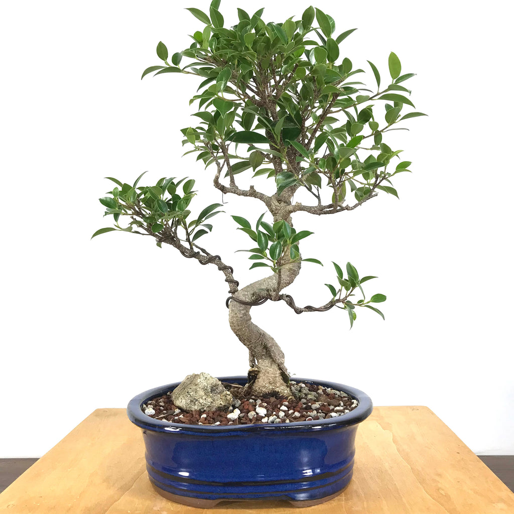 Tiger Bark Ficus (Ficus retusa) – Allshapes Bonsai