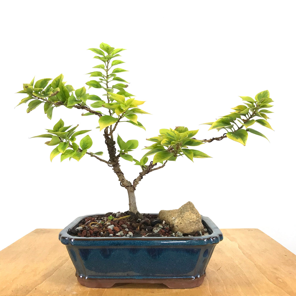 Variegated Bougainvillia Bonsai – Allshapes Bonsai