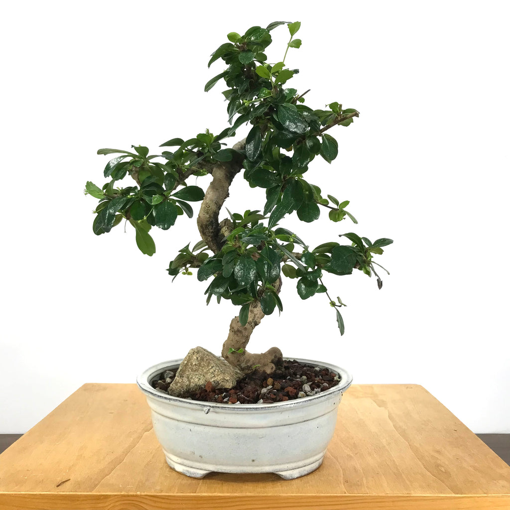 Fukien Tea (Carmona retusa) Bonsai – Allshapes Bonsai