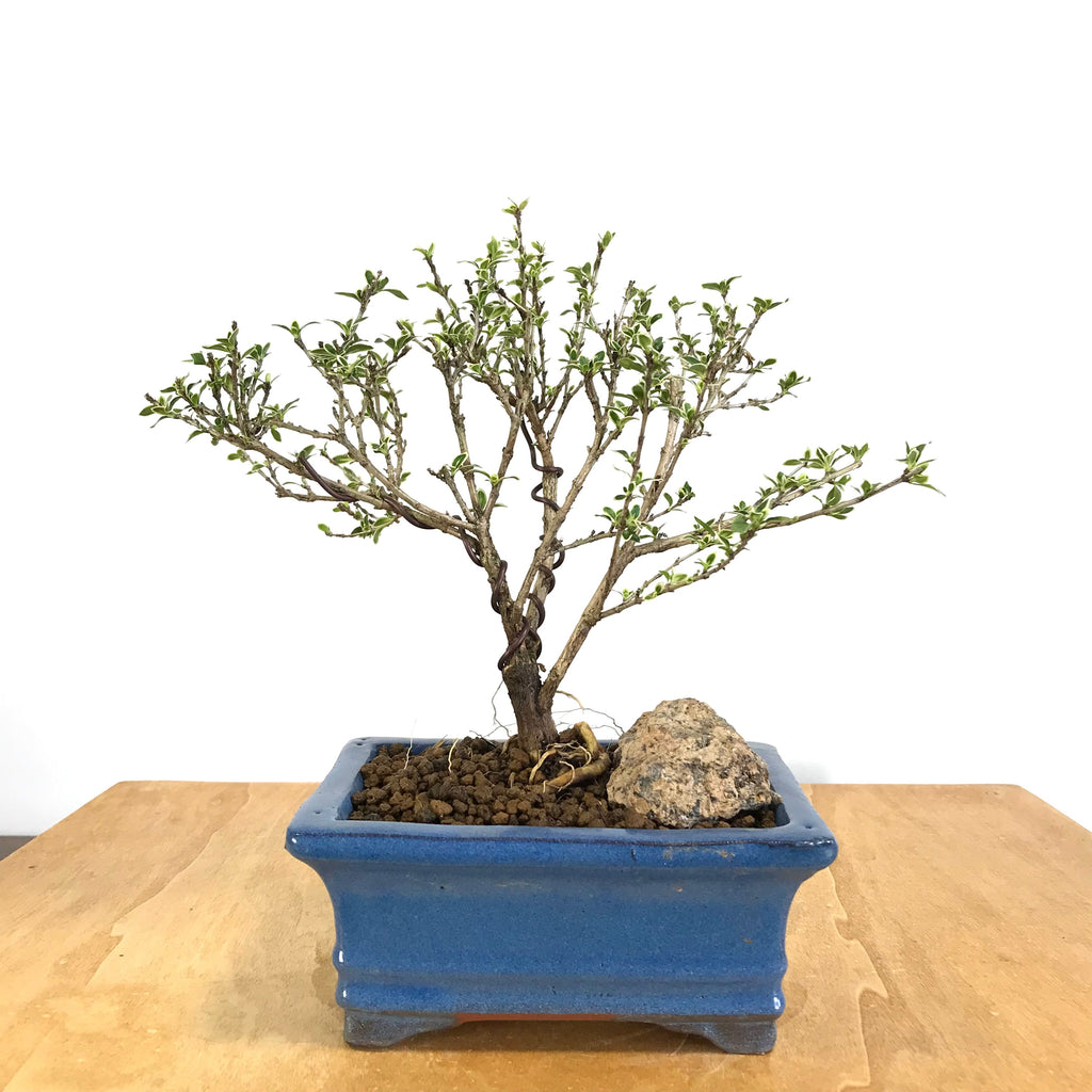 Serissa Foetida Variegated Bonsai – Allshapes Bonsai