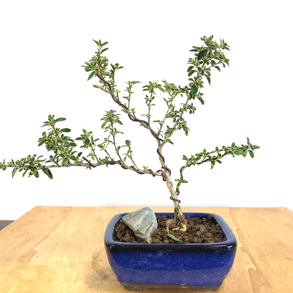 Variegated Serissa (Serissa japonica)Bonsai – Allshapes Bonsai