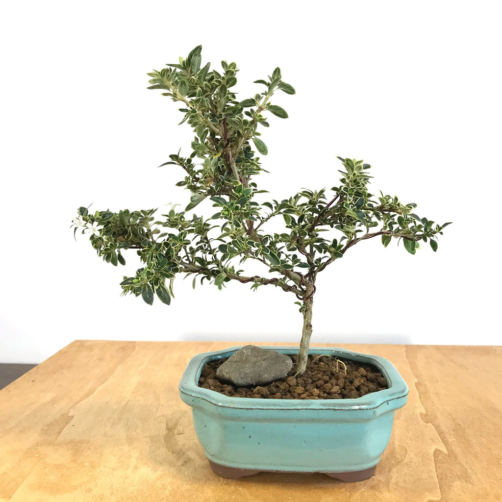 Serissa Foetida Variegated Bonsai – Allshapes Bonsai