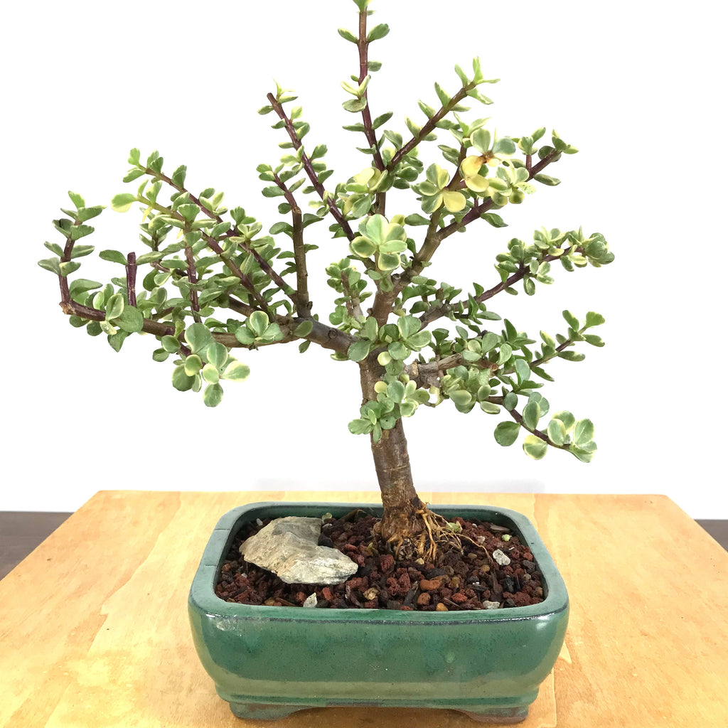 Variegated Mini Jade Bonsai – Allshapes Bonsai