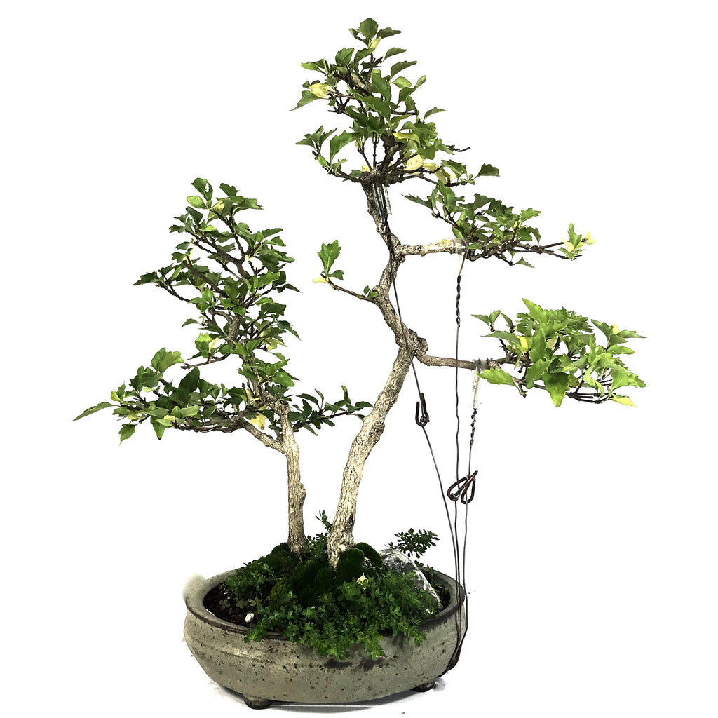 2 Tree Musk Maple Bonsai – Allshapes Bonsai