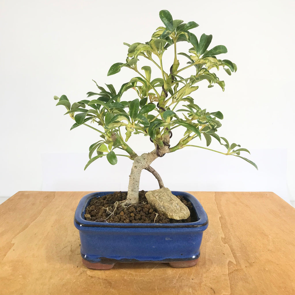 Schefflera arboricola “Luseane Ivory” Bonsai – Allshapes Bonsai