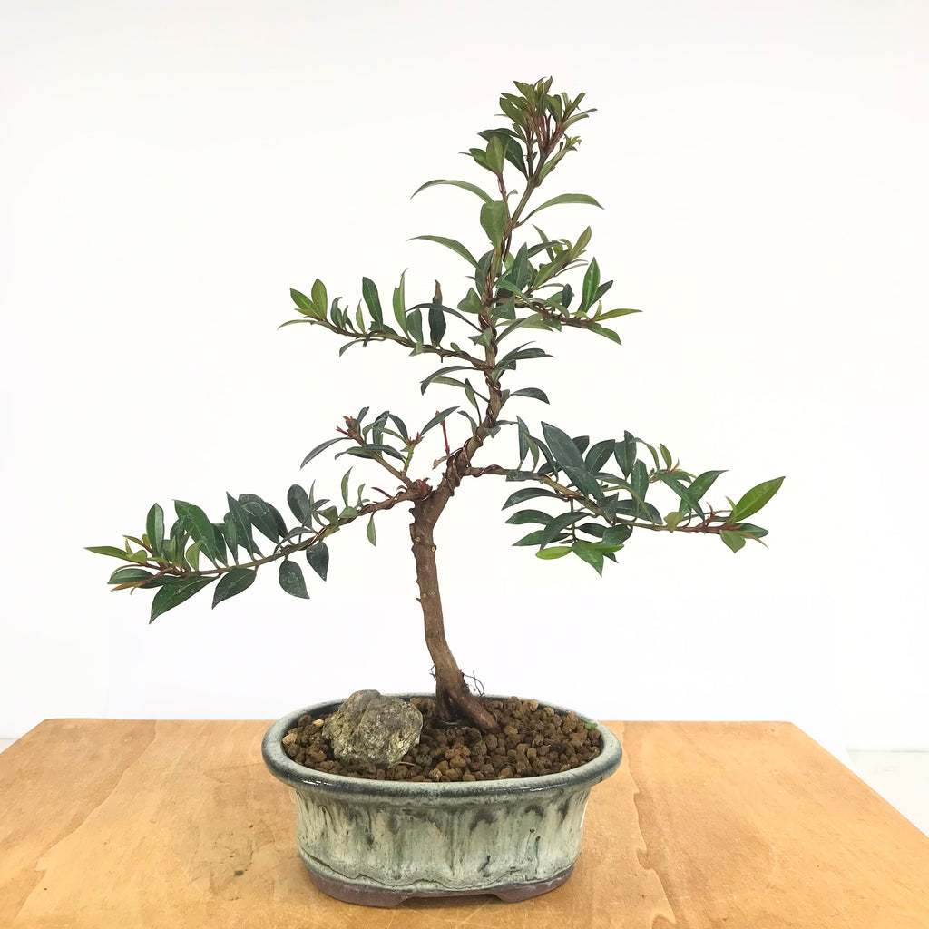 Australian Brush Cherry (Eugenia myrtifolia) Bonsai – Allshapes Bonsai