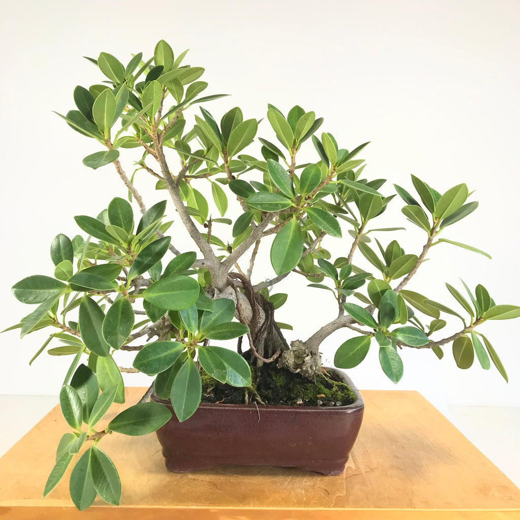 Ficus Green Island Bonsai – Allshapes Bonsai