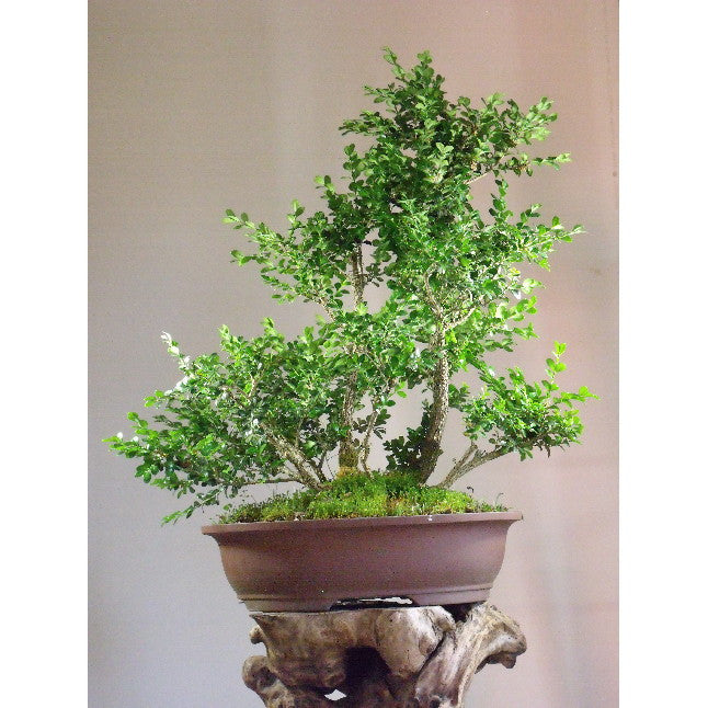 Boxwood (Buxus sp.) – Allshapes Bonsai